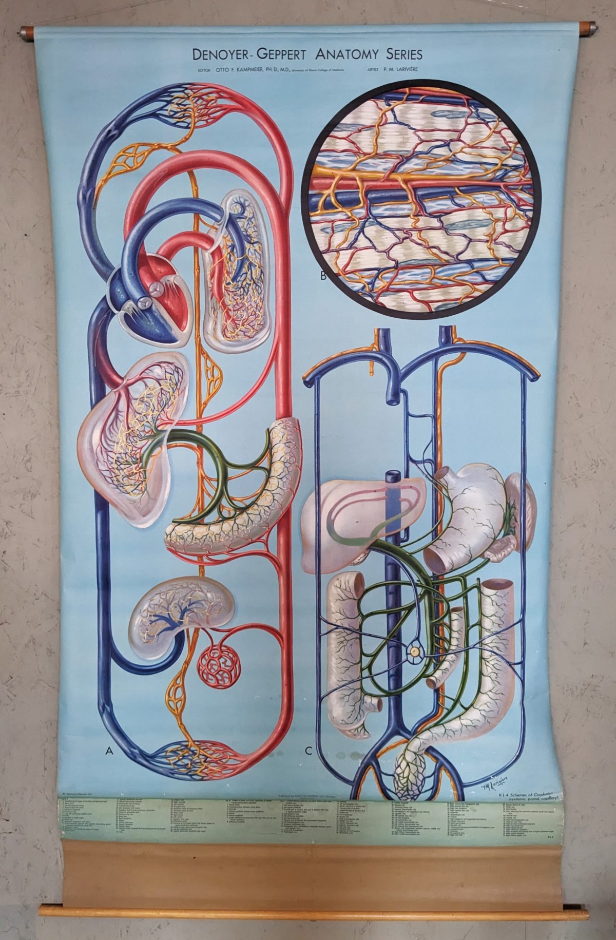 Vintage Anatomical Circulation Chart by Denoyer-Geppert - Vintage ...