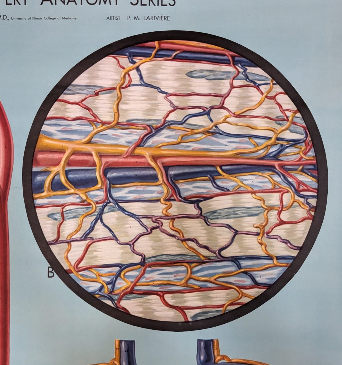 Vintage Anatomical Circulation Chart by Denoyer-Geppert - Vintage ...