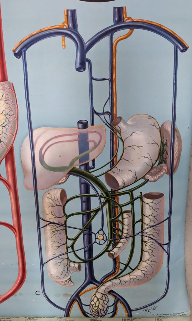 Vintage Anatomical Circulation Chart by Denoyer-Geppert - Vintage ...