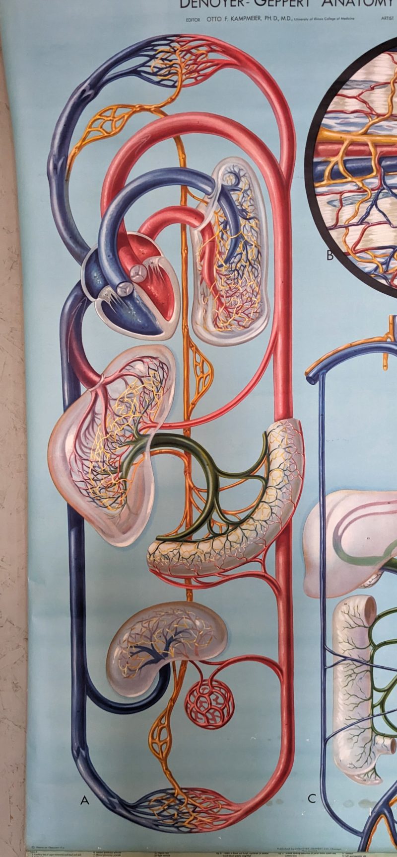 Vintage Anatomical Circulation Chart by Denoyer-Geppert - Vintage ...