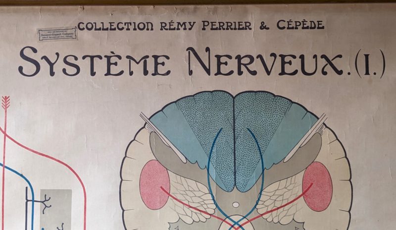 Vintage Anatomical Nerve System Chart by Remy Perrier & Cepede ...