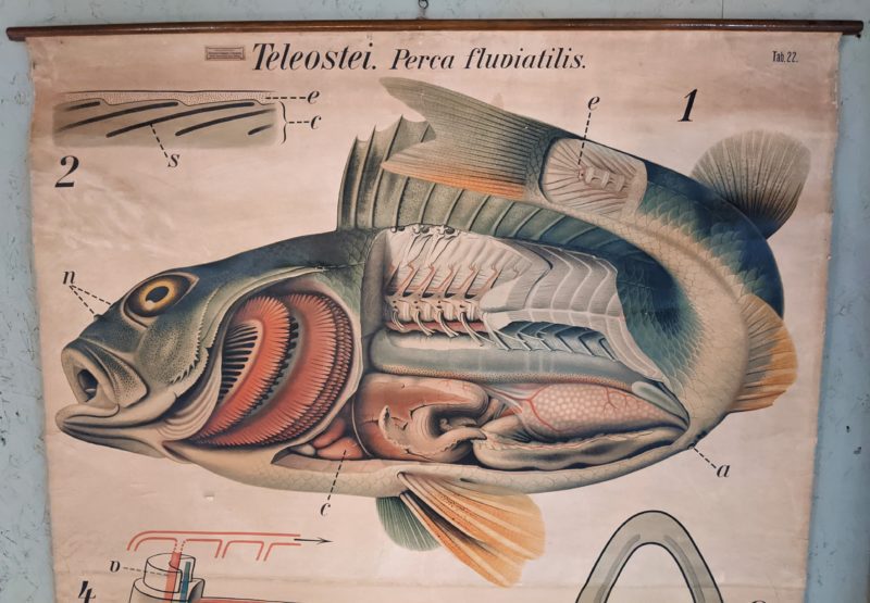 Vintage Anatomical European Perch Chart by Pfurtscheller - Vintage ...