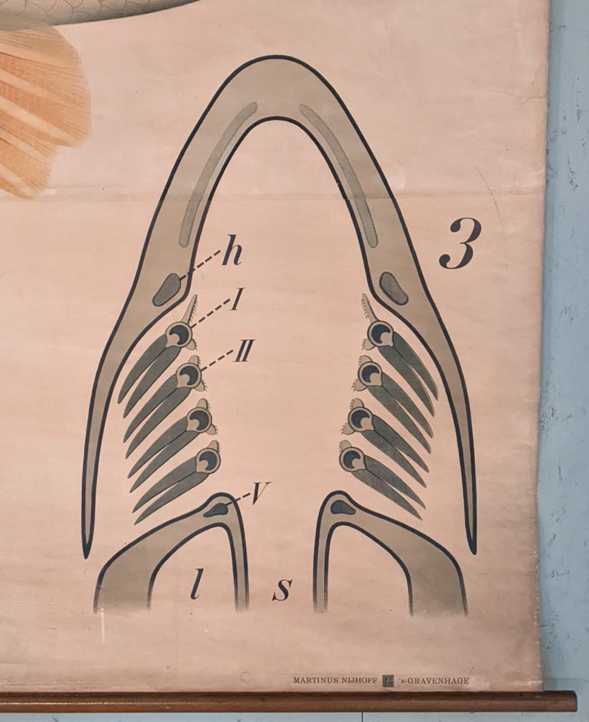 Vintage Anatomical European Perch Chart by Pfurtscheller - Vintage ...