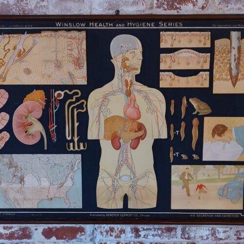 W9 Secretion & Excretion Biological Wall Chart - Vintage Industrial by ...