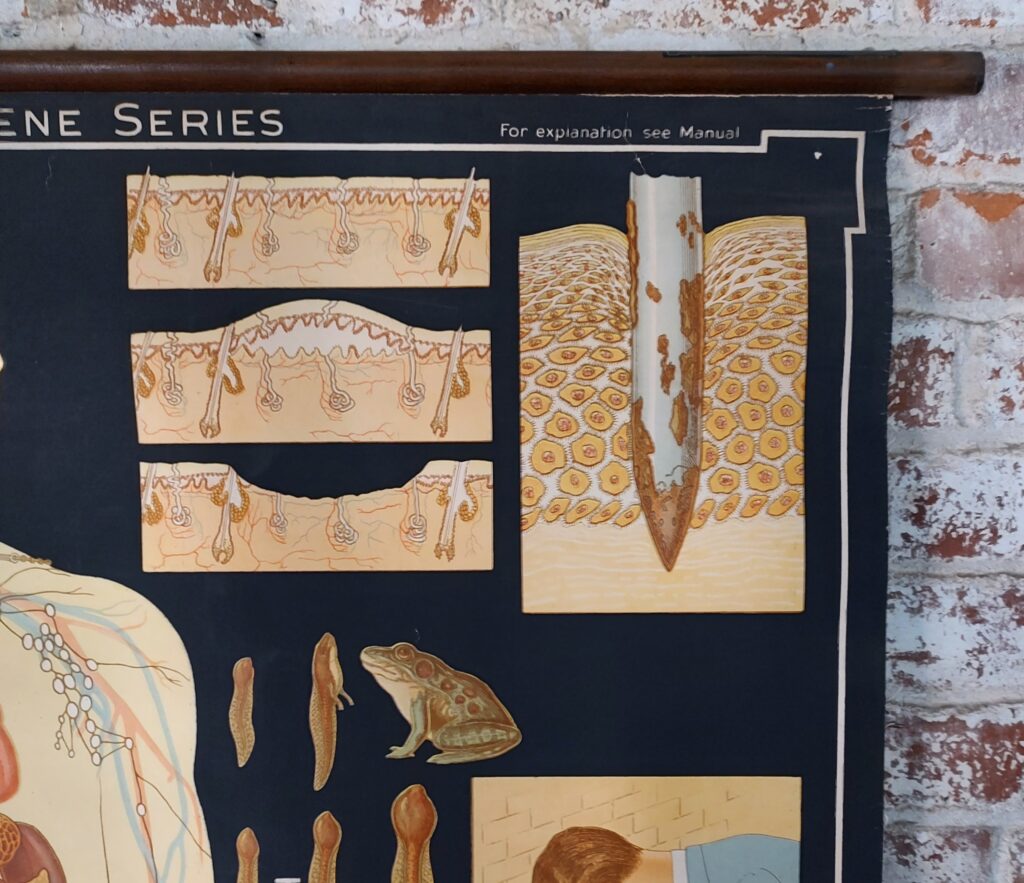 W9 Secretion & Excretion Biological Wall Chart - Vintage Industrial by ...